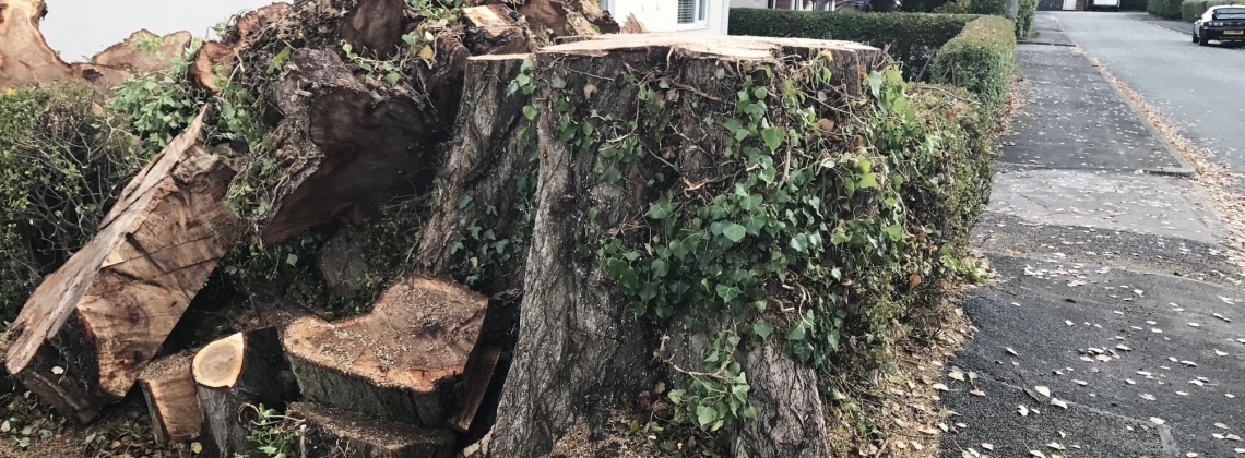 Stump Removal, Chester, Cheshire | Treefellers